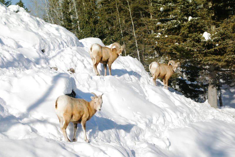 Mountain goats stock image. Image of wild, outside, brown - 12975885