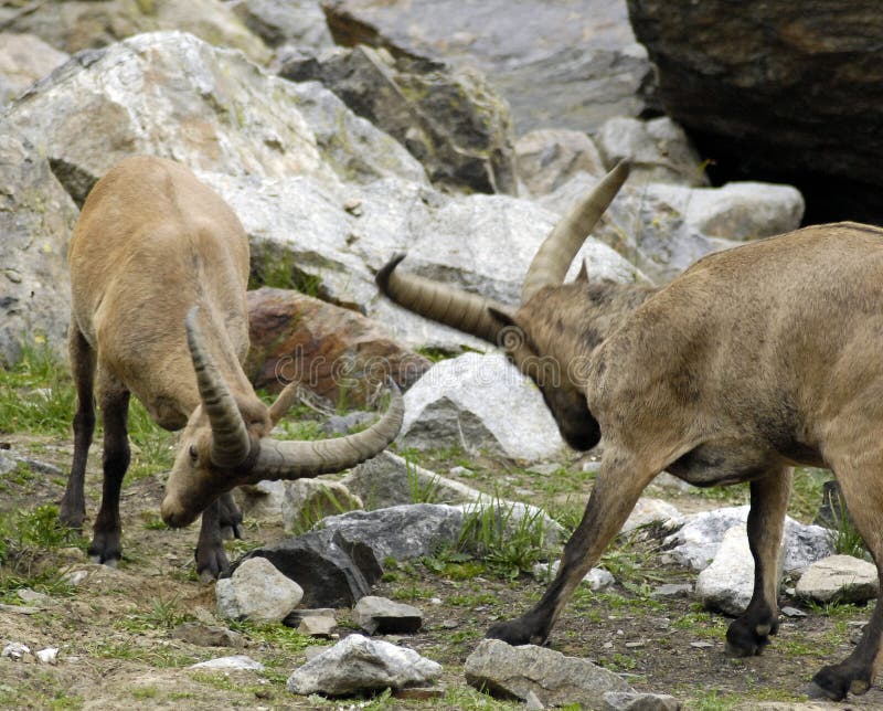 Mountain goats fighting stock image. Image of locked - 56827473