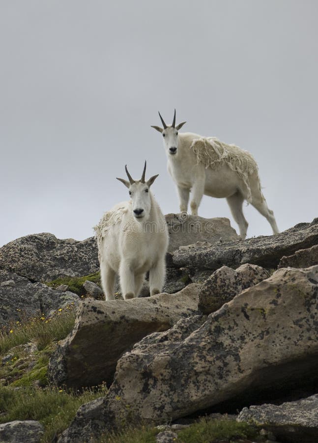 Mountain Goats Fighting on Harney Peak Stock Image - Image of beards ...