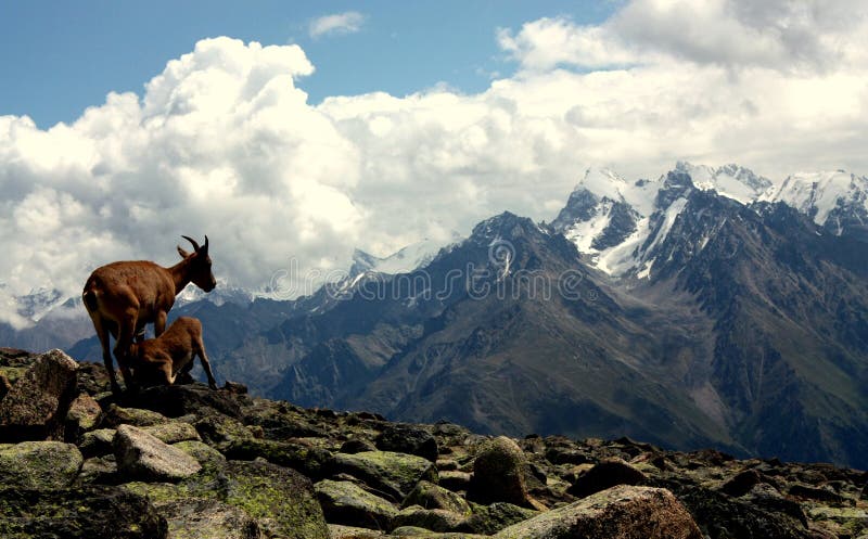 Mountain Goats stock photo. Image of travel, snow, scenic - 24280358