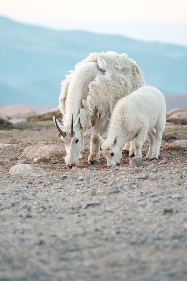 Mountain Goats in the Beartooth Range Stock Photo - Image of goat ...