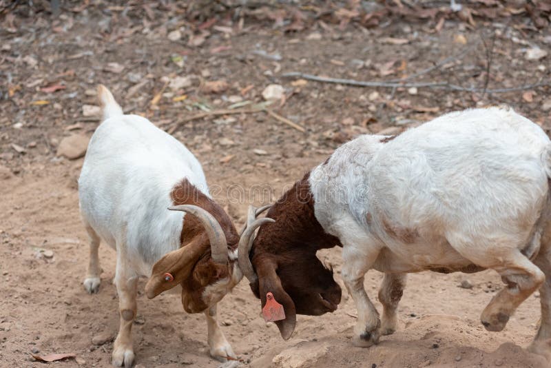 Mountain Goats that Butting Each Other Stock Image - Image of country ...