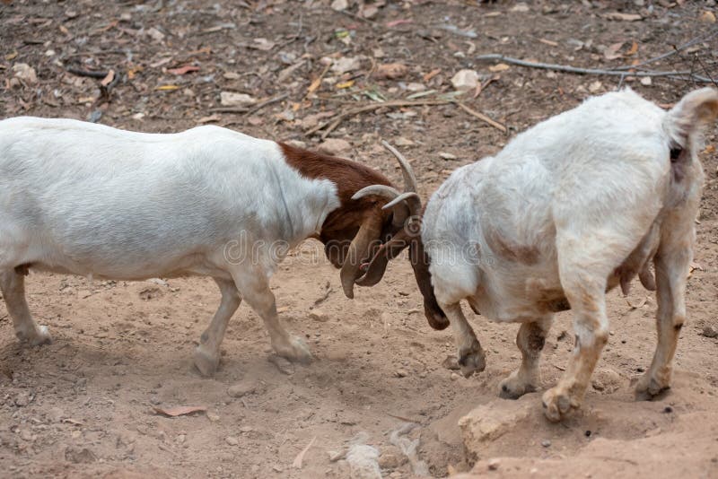 Mountain Goats that Butting Each Other Stock Photo - Image of growth, meat: 351508816