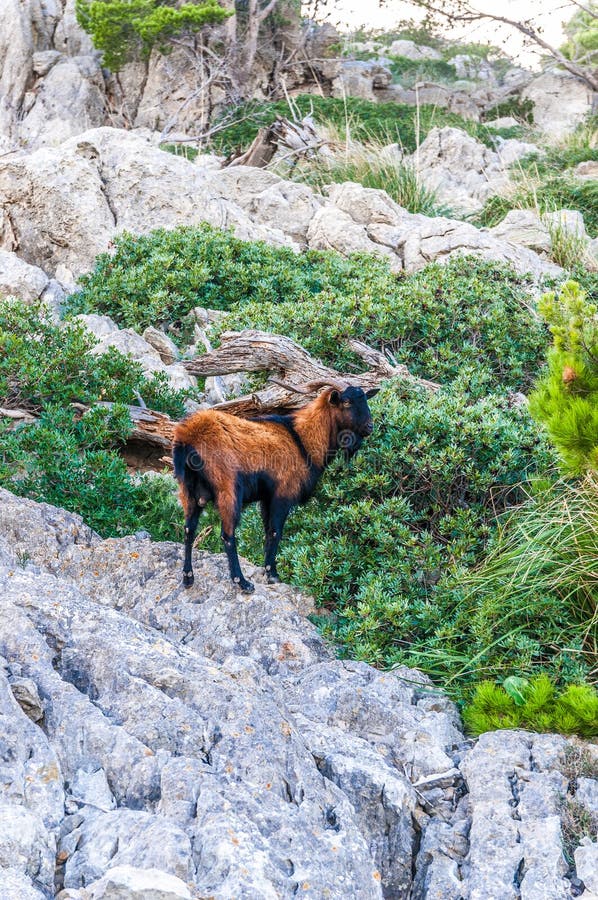 Mountain Goats at Cap Formentor in the North East of Majorca Stock ...