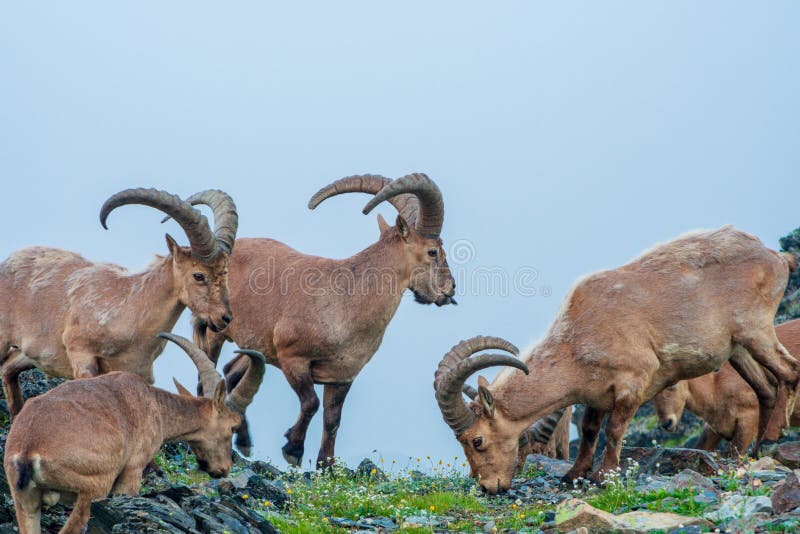 Mountain Goats in the Caucasus Stock Photo - Image of russia, mount ...