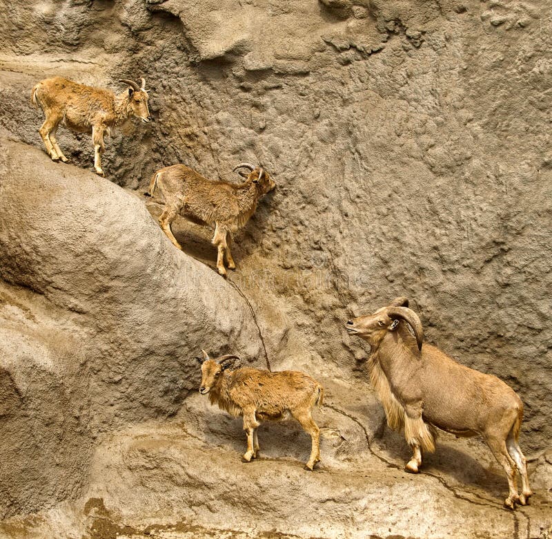 Mountain goats on a cliff stock image. Image of sheep - 23677797