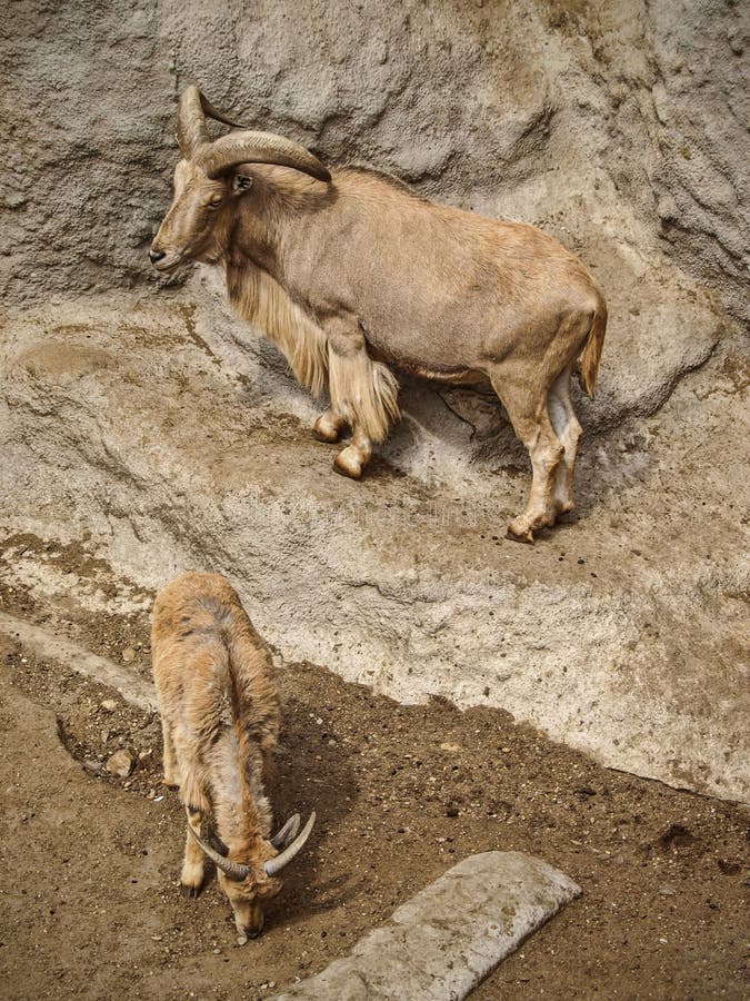 Mountain goats on a cliff stock image. Image of mammal - 23746713