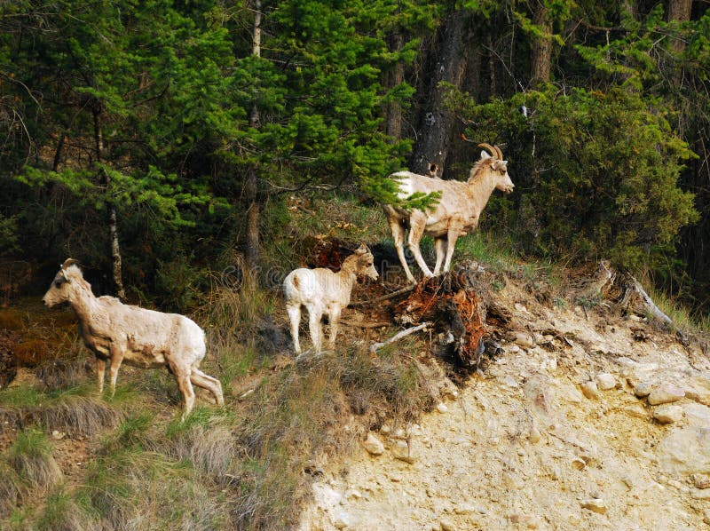Mountain goats on cliff stock image. Image of cliff, national - 5280955