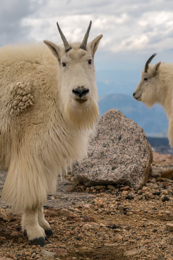 Mountain Goats in Colorado stock image. Image of portrait - 150952391