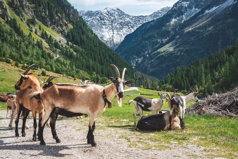 Mountain Goats on the Country Roud Stock Photo - Image of white, hill ...