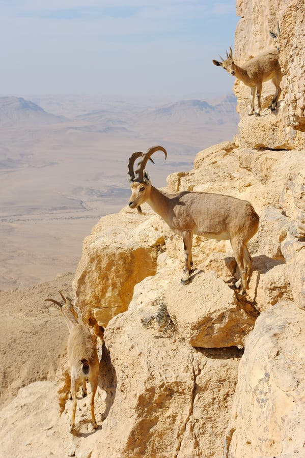 Mountain Goats Fighting on Harney Peak Stock Image - Image of beards ...