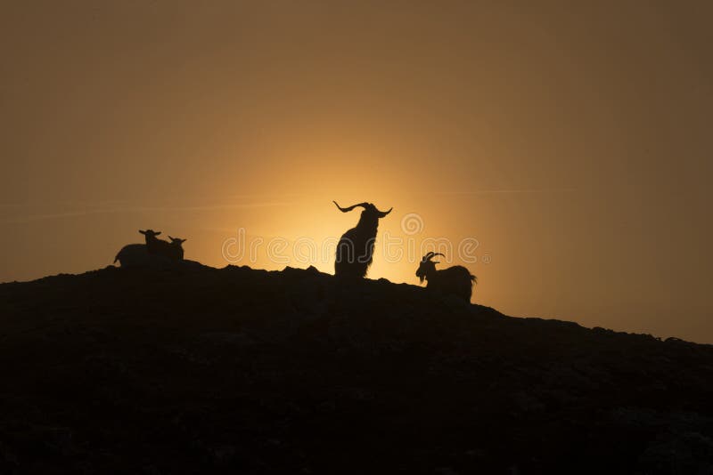 Mountain goats stock photo. Image of sunset, goats, presentation ...