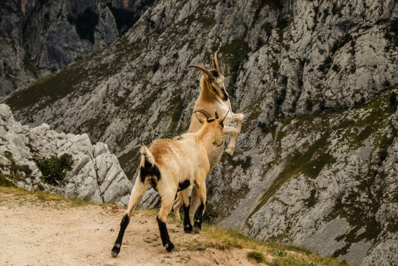 Mountain Goats in the Mountains Stock Image - Image of gruff, strong ...