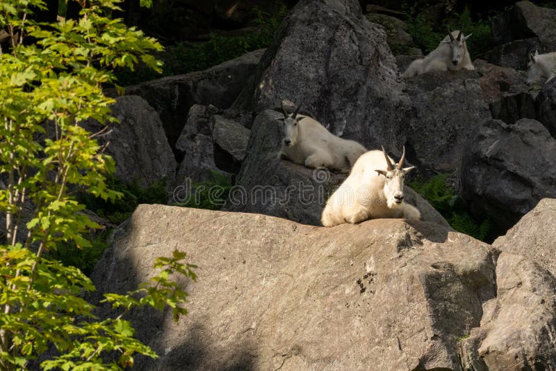 Mountain goats on rocks stock photo. Image of mountains - 352721780