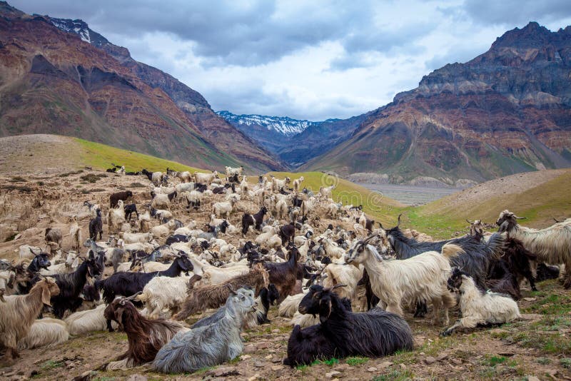 Mountain Goats, Spiti Valley Stock Photo - Image of landscape ...