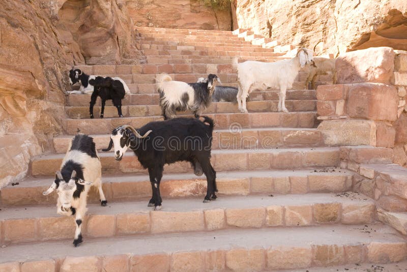 Mountain Goats Picture. Image: 1221474