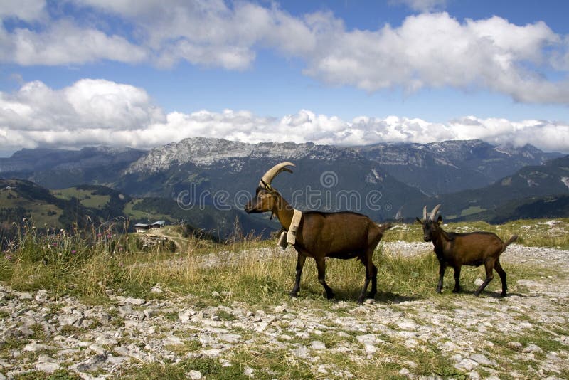 Mountain goats stock image. Image of panorama, bells - 42851869