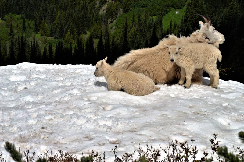 Mountain Goats stock photo. Image of horns, wildlife - 97418392