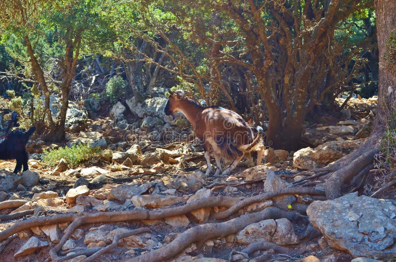 Mountain Goats in the White Mountains in Omalos in Crete, Greece Stock ...