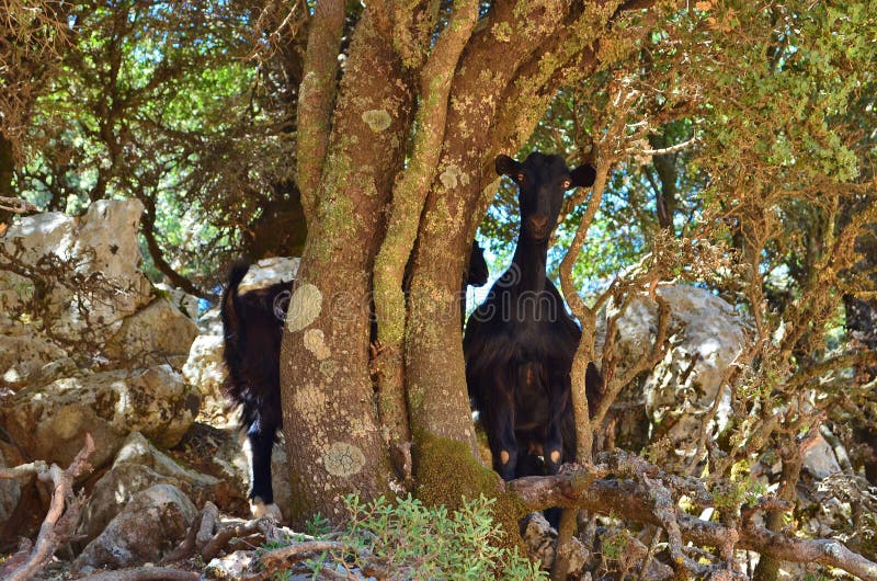 Mountain Goats in the White Mountains in Omalos in Crete, Greece Stock ...