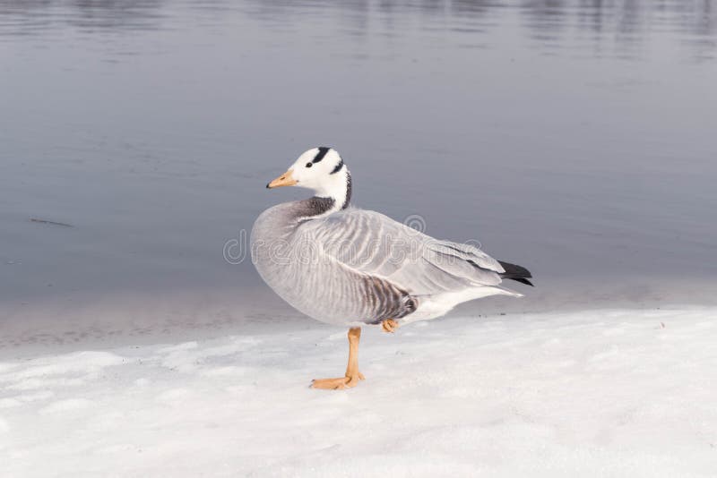Mountain Goose in the Snow Near the River Stands on One Leg Stock Photo ...