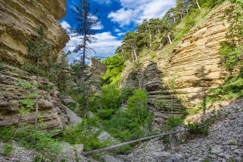 Mountain Gorge with Layered Rocks and Coniferous Trees Stock Image ...