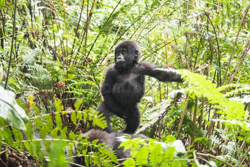 Mountain Gorilla Cub in the Uganda Stock Photo - Image of family, power ...