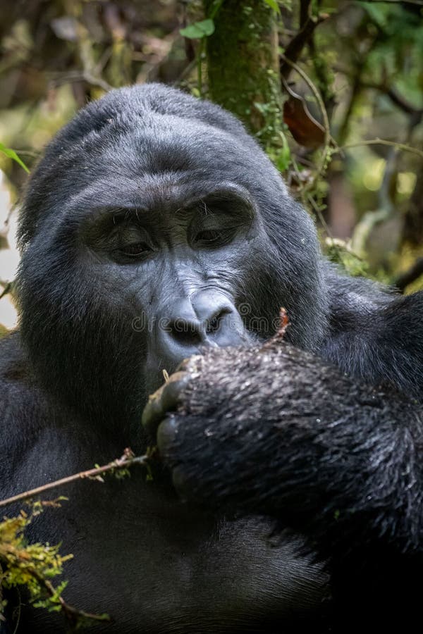 A Silverback Mountain Gorilla in a Rainforest in Rwanda Stock Photo - Image of zoology, mammal ...