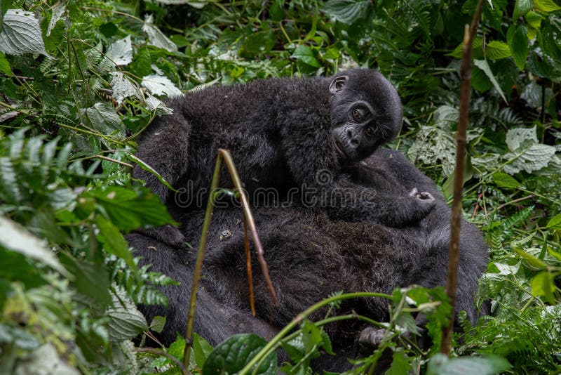 A Silverback Mountain Gorilla in a Rainforest in Rwanda Stock Image ...