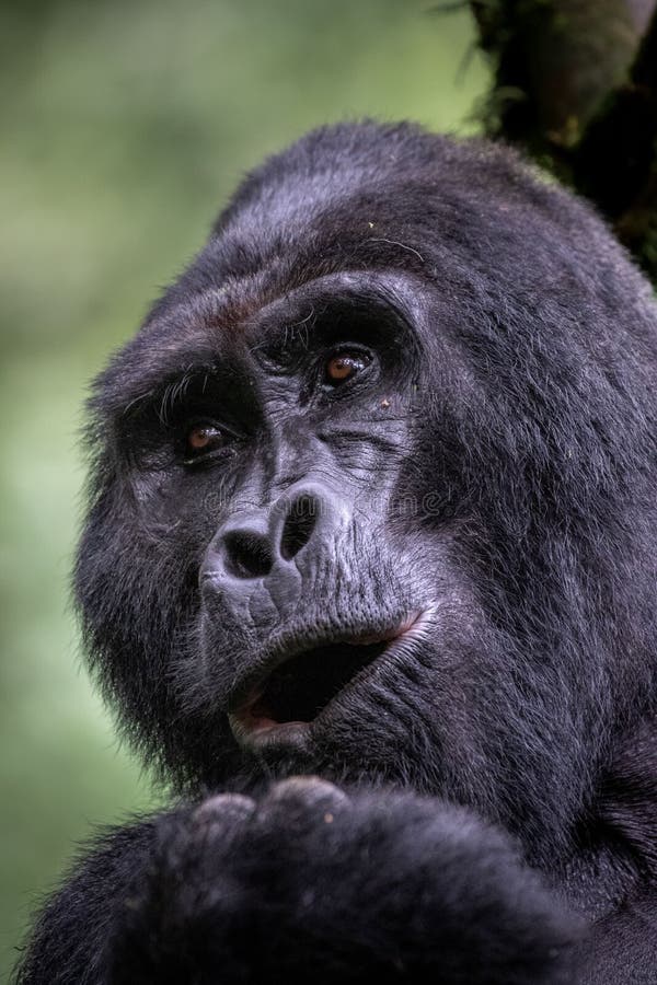 A Silverback Mountain Gorilla in a Rainforest in Rwanda Stock Image - Image of great, forest ...