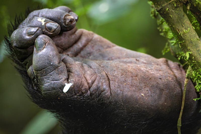 Hari Nails Stock Photos - Free & Royalty-Free Stock Photos from Dreamstime