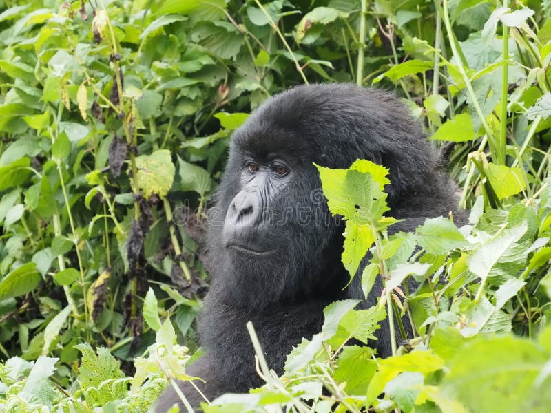 Mountain Gorillas in Rwanda Stock Photo - Image of nature, rwanda ...