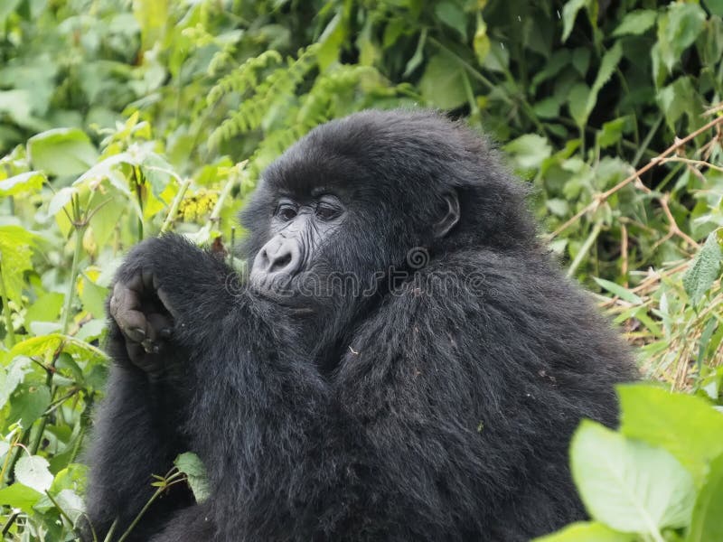 Mountain Gorillas in Rwanda Stock Photo - Image of parc, safari: 261244374