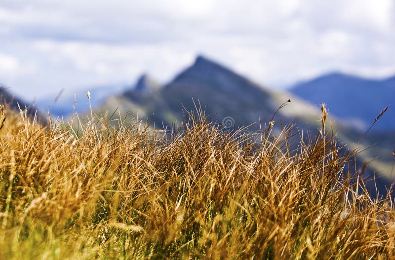 Mountain grass stock photo. Image of country, grassland - 15946906