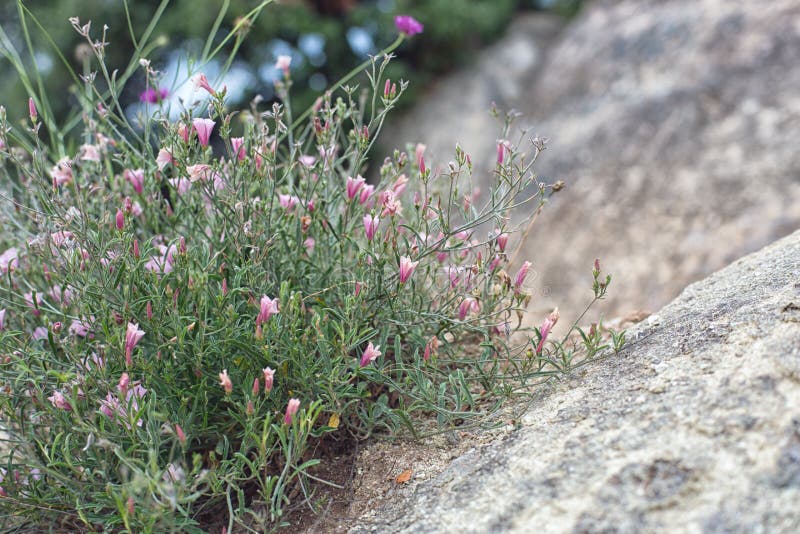Mountain Grass on a High Plateau Stock Image - Image of botany, herb ...