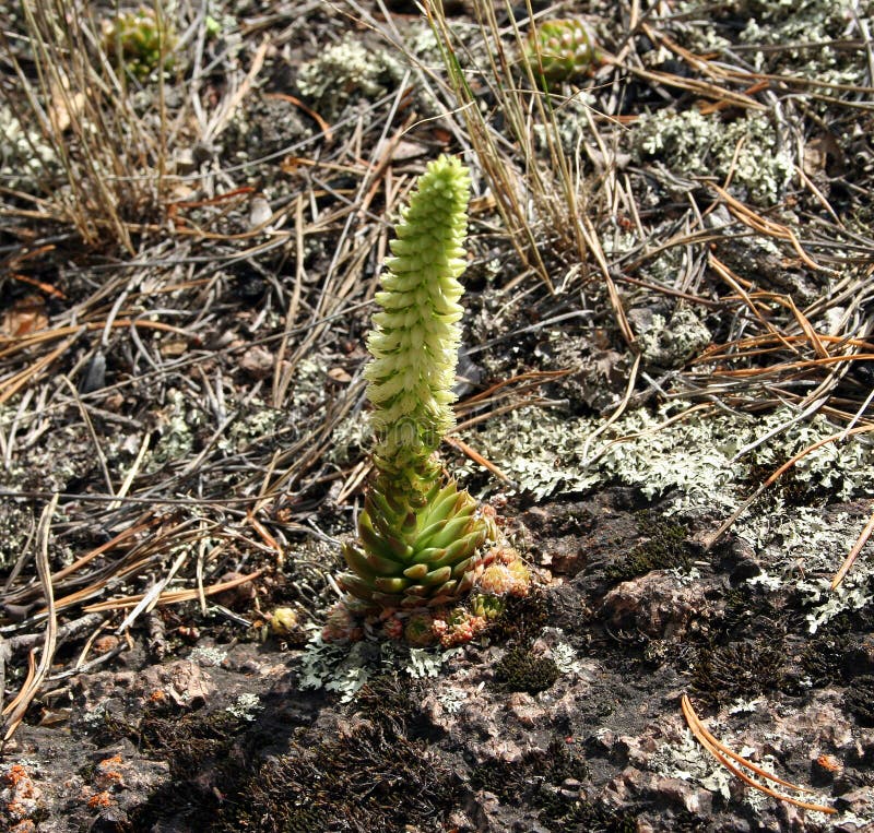 Mountain grass Orpin stock image. Image of ground, nature - 87249165