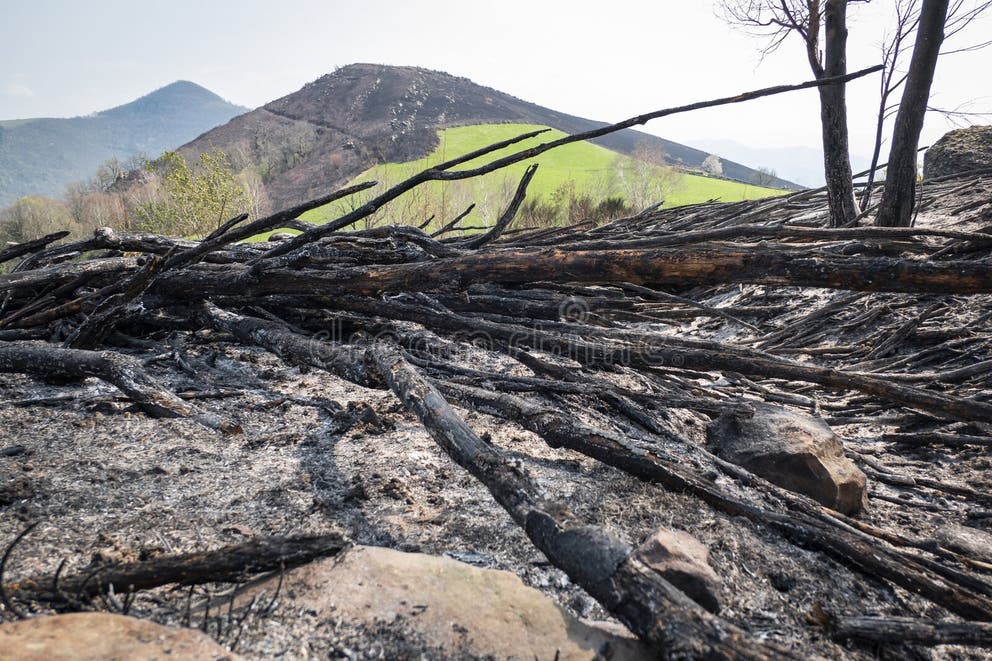 The Burning Sticks of the Forest Fire Stock Image - Image of coast ...