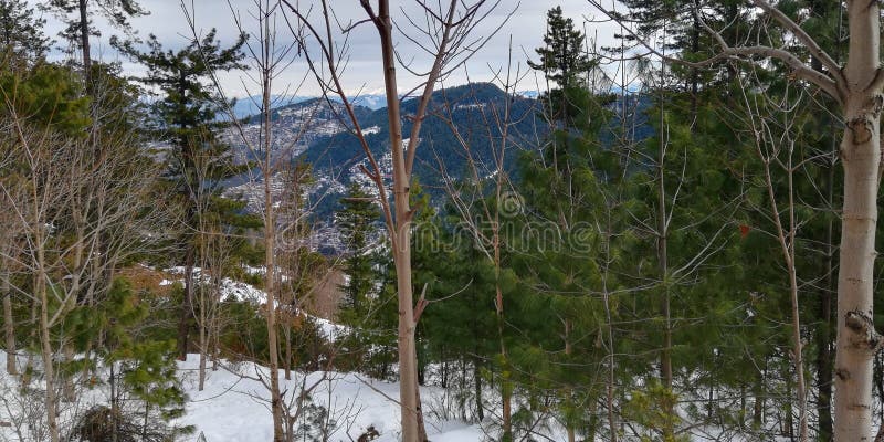 Mountain green tree stock photo. Image of branch, leaf - 180401720