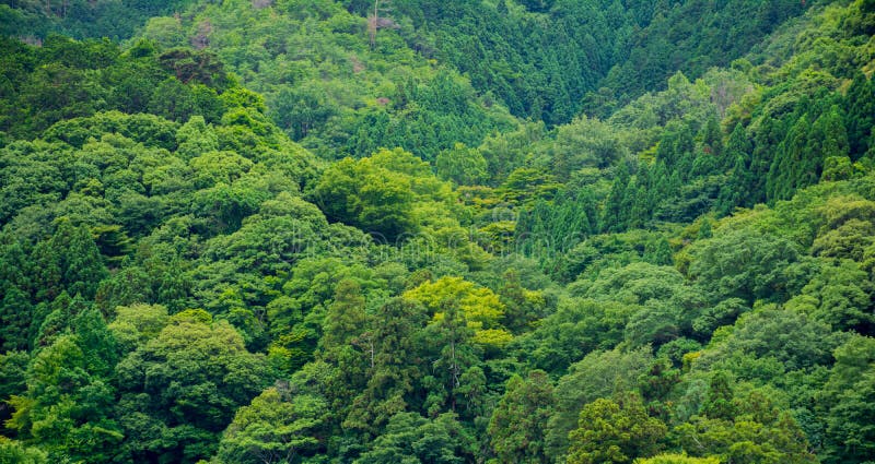 Mountain Green Tree Forest Deep Jungle. Stock Photo - Image of ...
