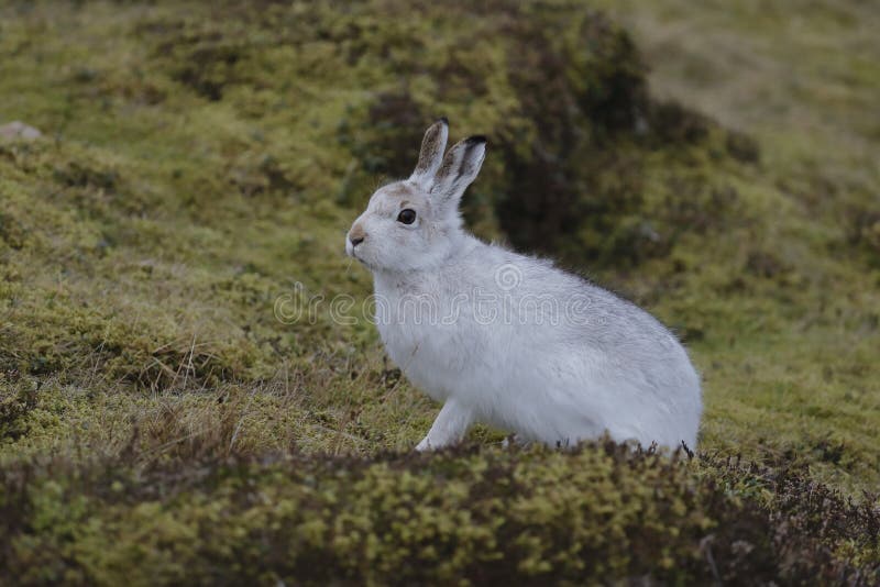 A Mountain Hare Outside Its Burrow Up Close Stock Image - Image of ...