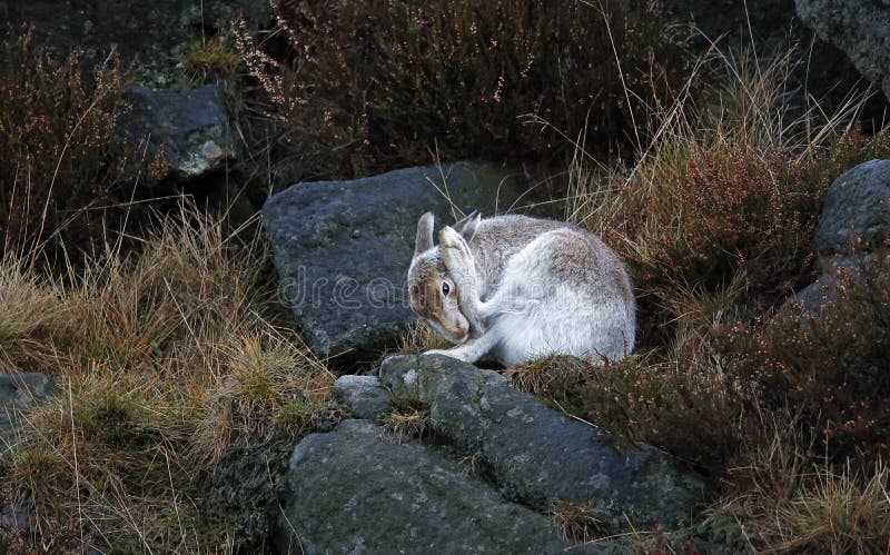 Mountain Hare Cleaning and Preening Its Fur Stock Photo - Image of ...