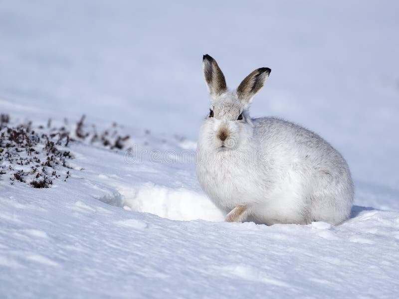 Mountain Hare, Lepus Timidus Stock Photo - Image of hare, wildlife ...