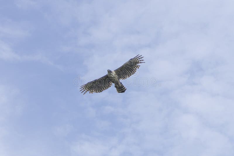Mountain Hawk-eagle in Flying in a Blue Sky Background Stock Photo ...