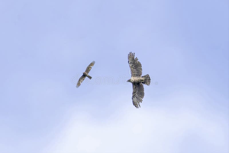 Mountain Hawk-eagle and Grey-faced Buzzard in Flying in a Blue Sky ...