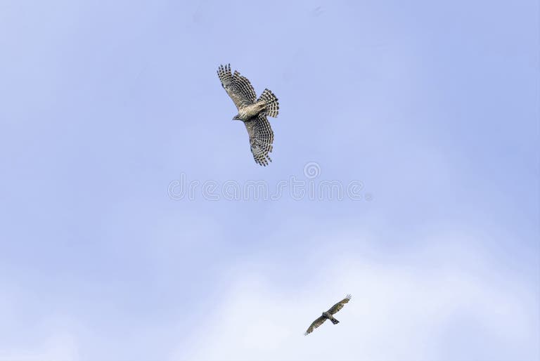 Mountain Hawk-eagle and Grey-faced Buzzard in Flying in a Blue Sky ...