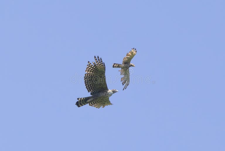 Mountain Hawk-eagle and Grey-faced Buzzard in Flying in a Blue Sky ...