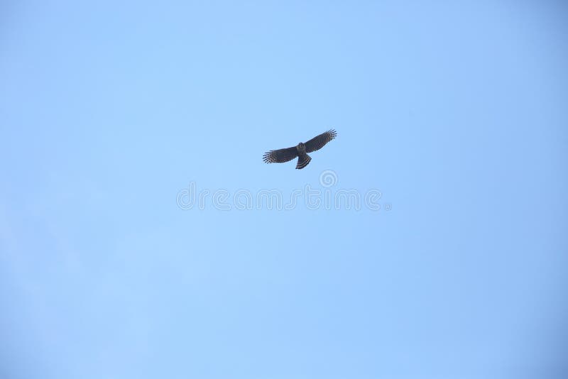 Mountain Hawk-eagle in Japan Stock Image - Image of animal, raptor ...