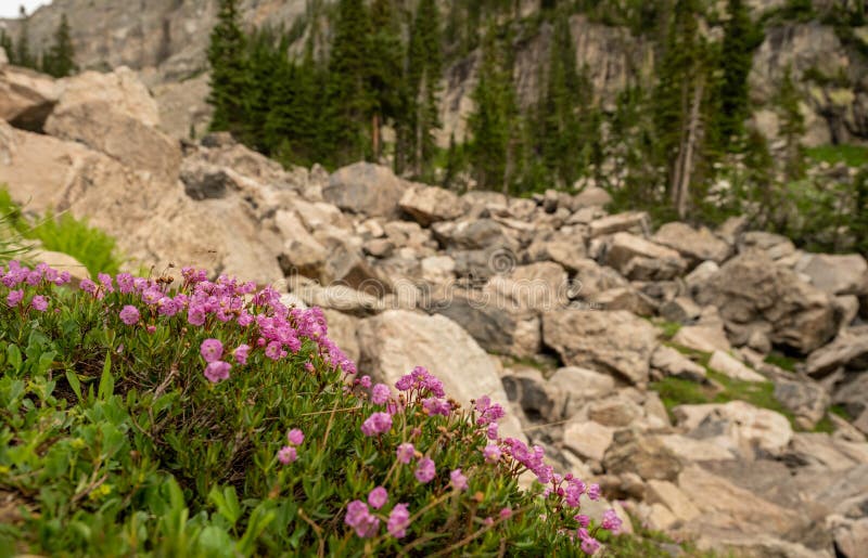 Mountain Heather Blooms on the Edge of Boulder Field Stock Image ...