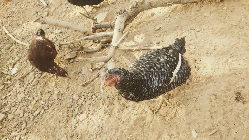 Mountain hen stock photo. Image of wild, nature, mountain - 163013894