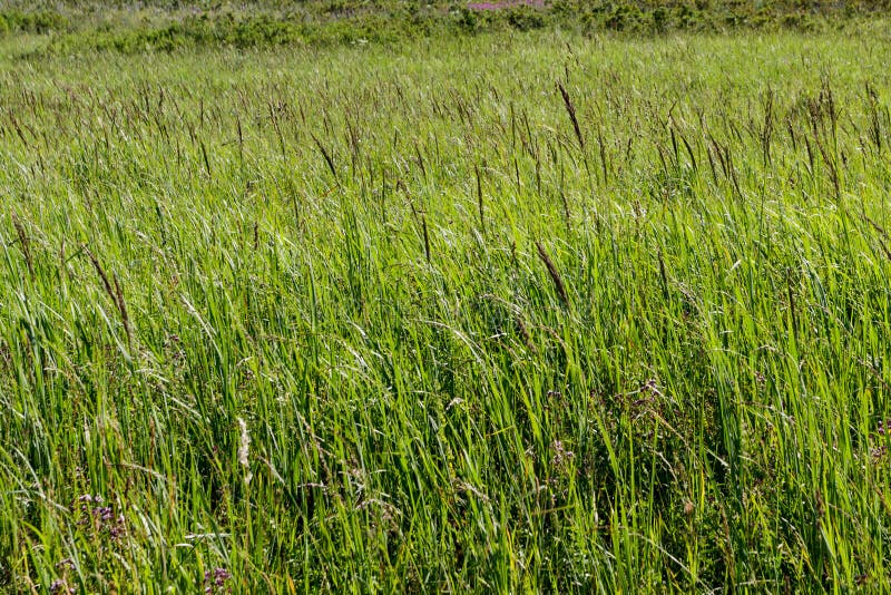 Mountain Herbage. Wild Grass Stock Photo - Image of scene, scenics ...